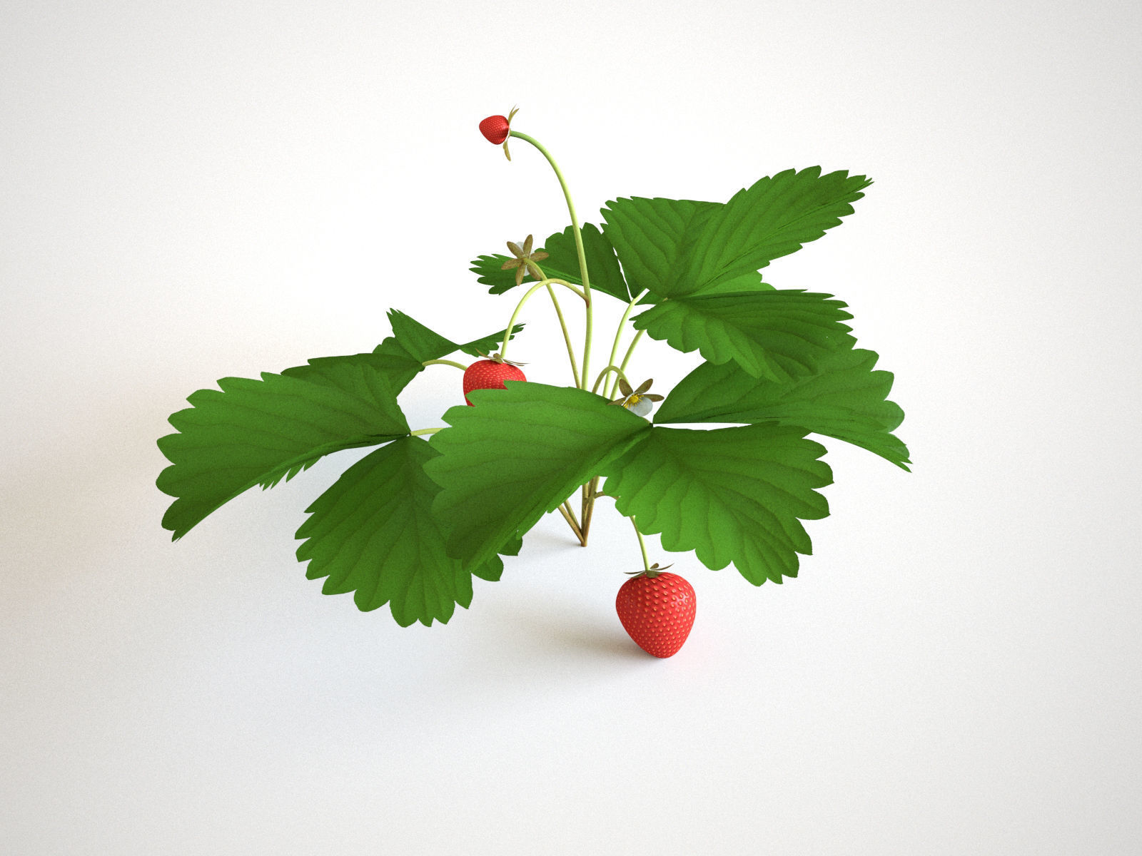 Strawberry Plant Set 3D model | CGTrader