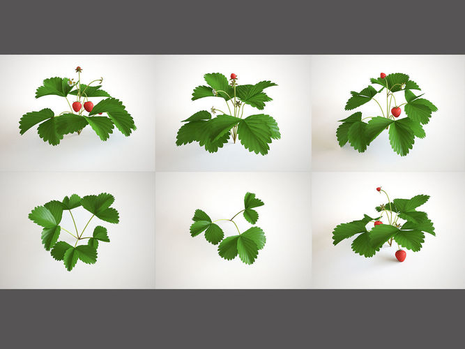 Strawberry Plant Set 3D model | CGTrader