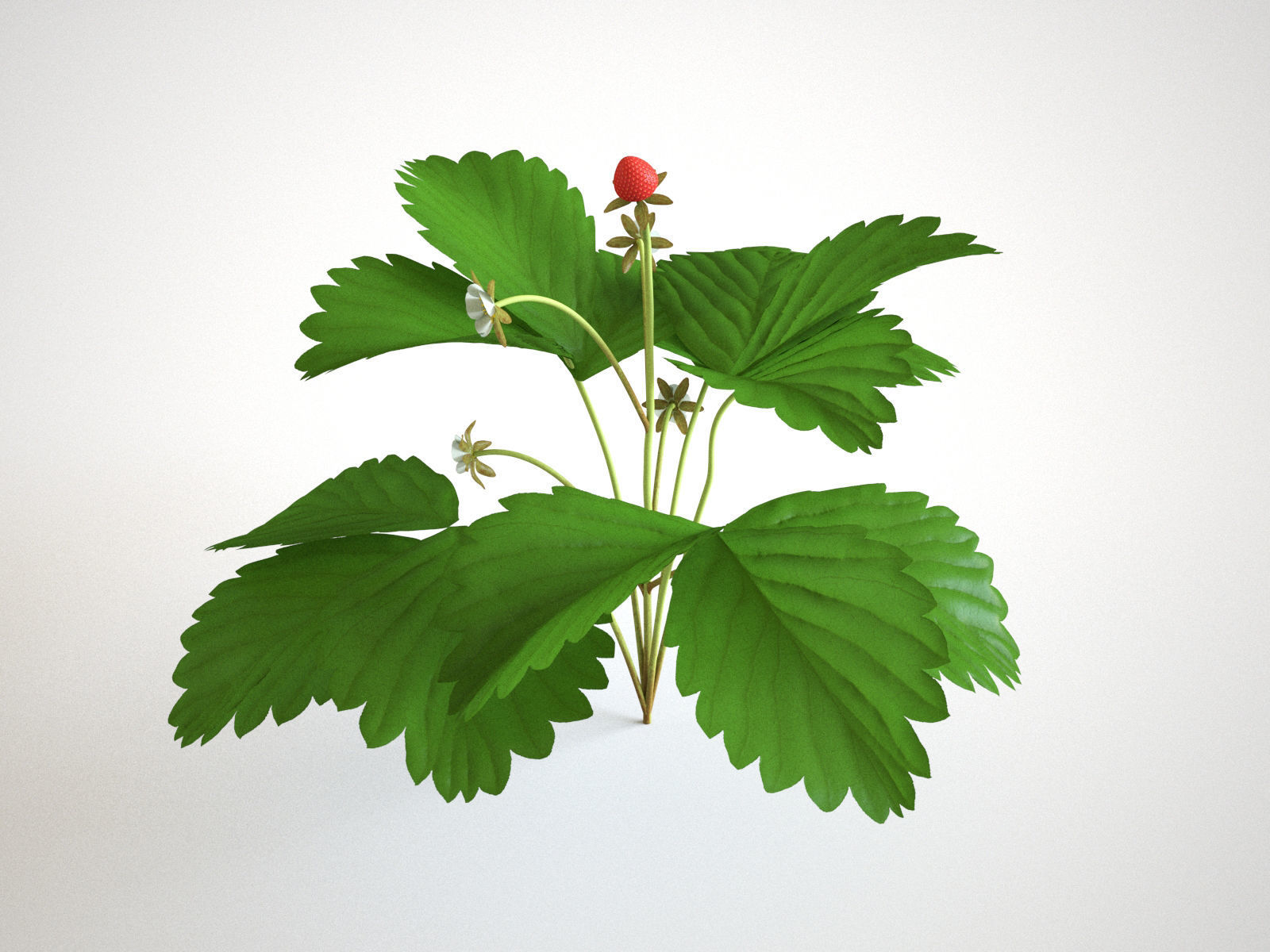 Strawberry Plant Set 3D model | CGTrader