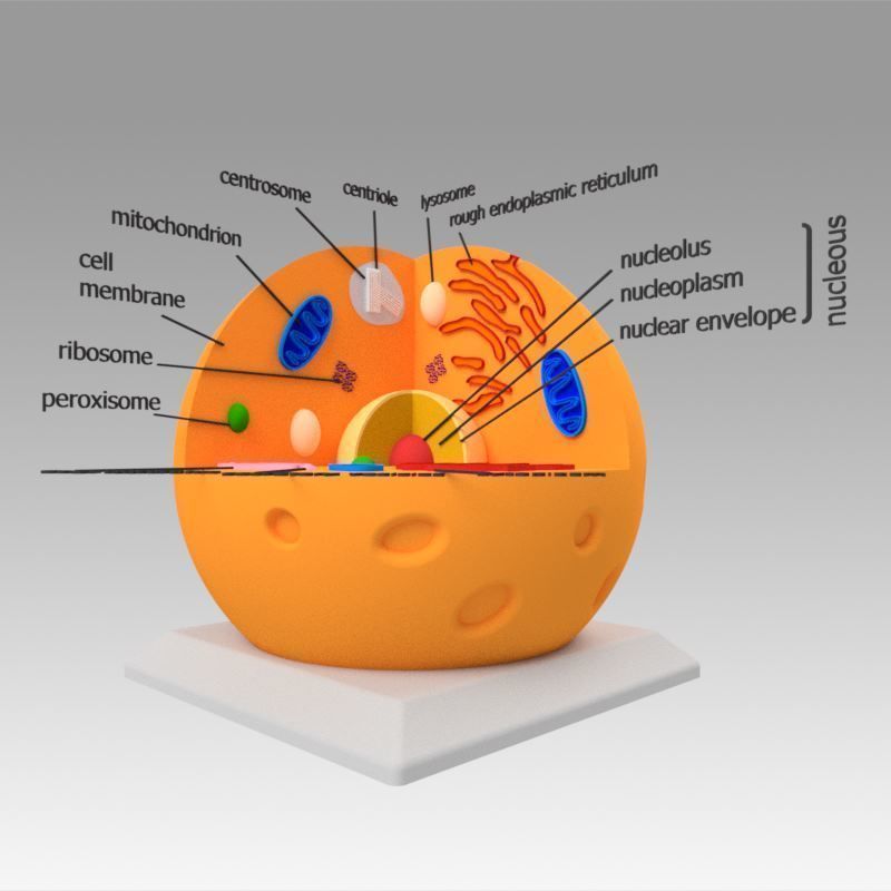 Animal Cell 3D model | CGTrader