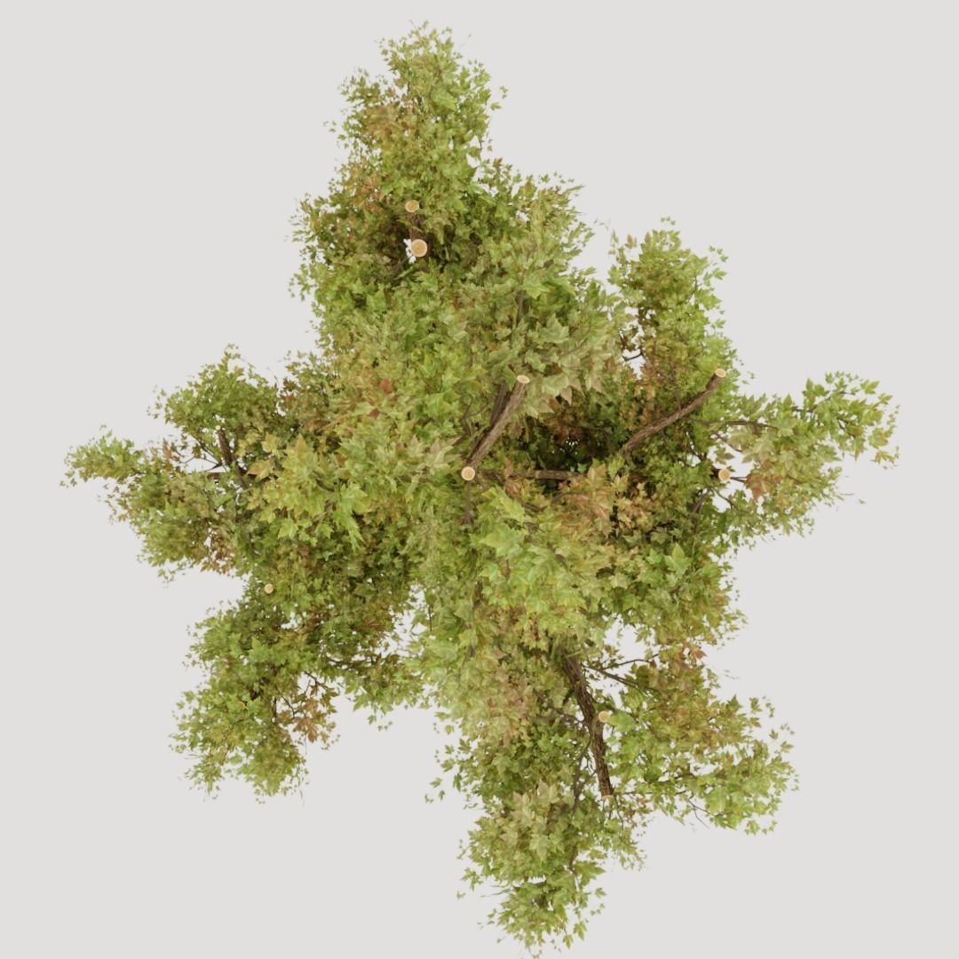 Sycamore Deciduous Tree 3D model | CGTrader