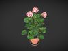 3D model Geranium Flower VR / AR / low-poly | CGTrader