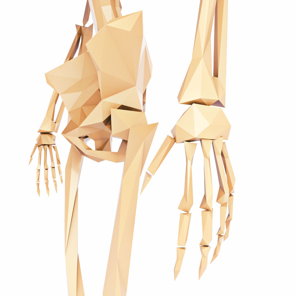 3D model Human Skeleton Low Poly VR / AR / low-poly | CGTrader