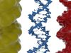 3D DNA 3 pack 3D model | CGTrader