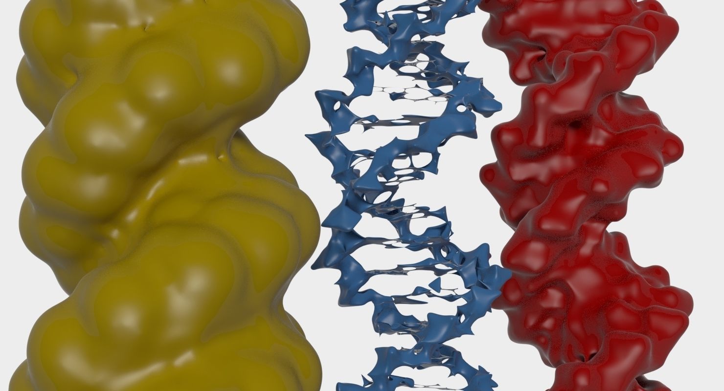 3D DNA 3 pack 3D model | CGTrader