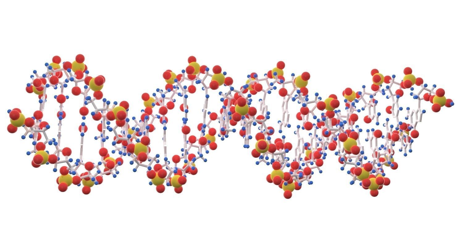 Dna Color 3d Model Dna Cgtrader