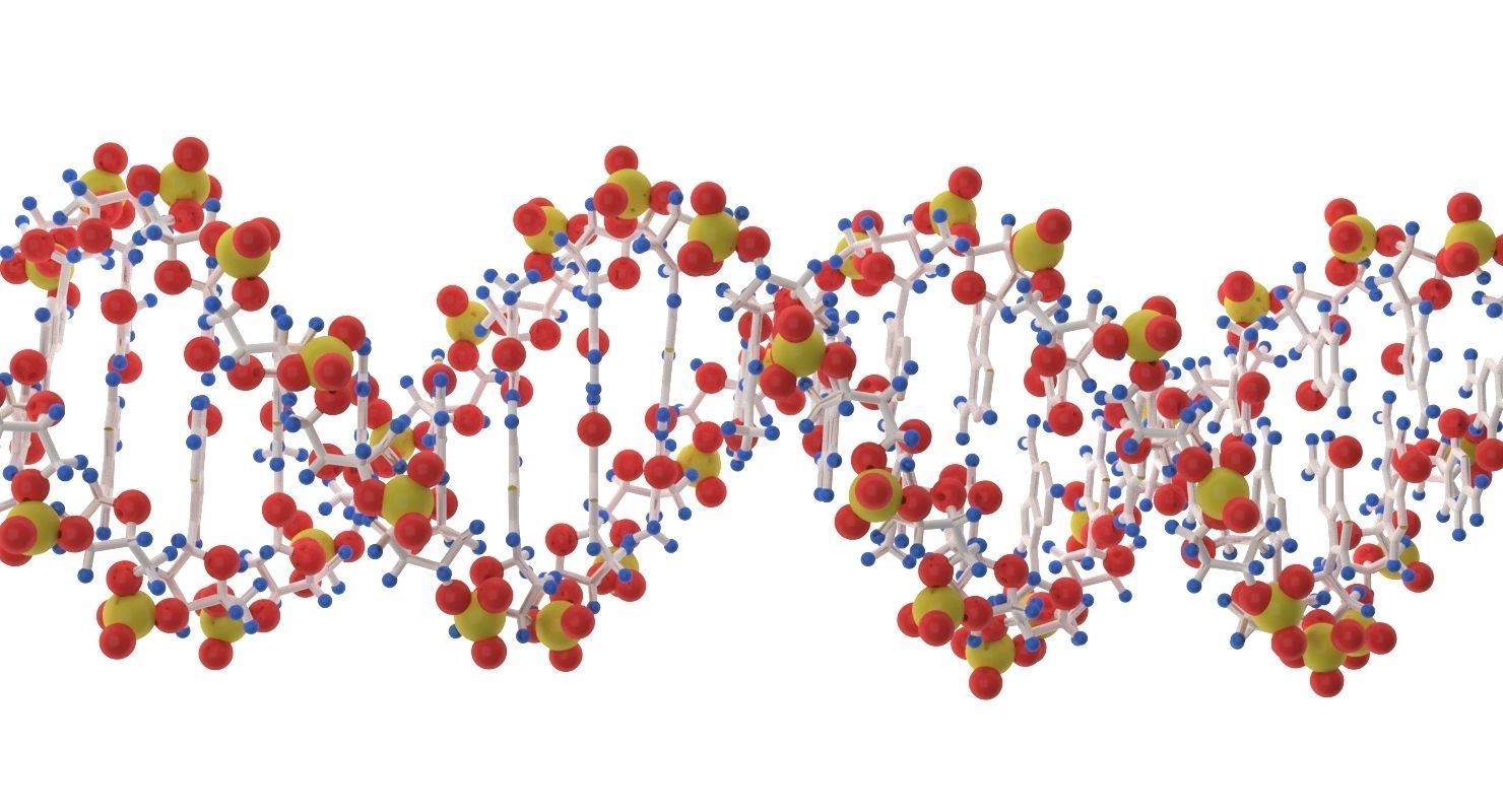 DNA color 3D model 3D model | CGTrader