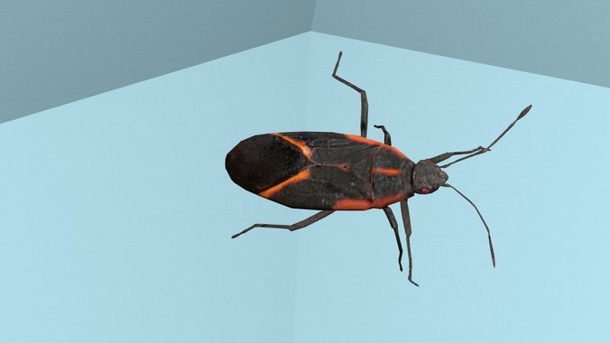 3D model Box Elder Bug VR / AR / low-poly rigged | CGTrader