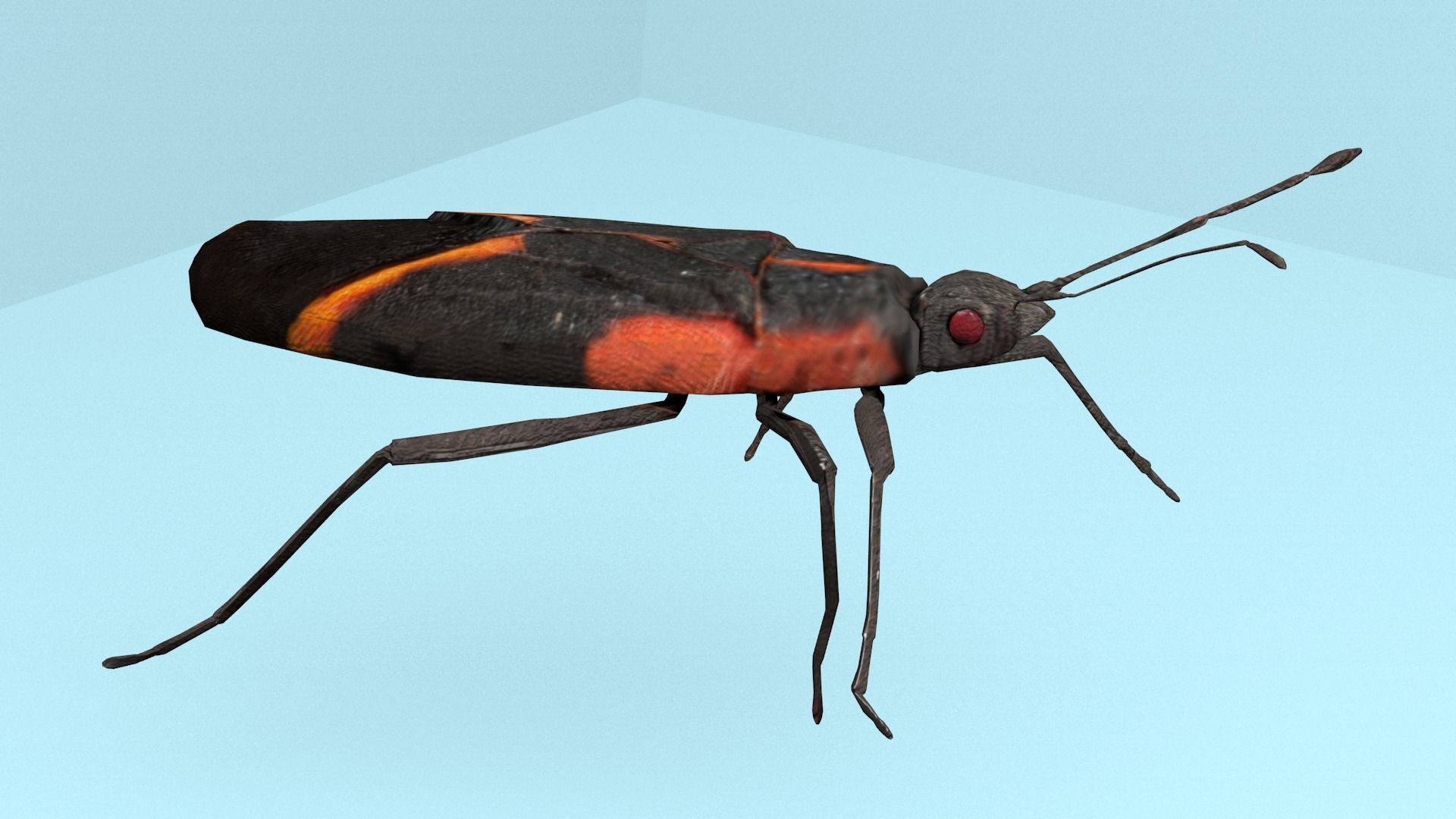 3D model Box Elder Bug VR / AR / low-poly rigged | CGTrader