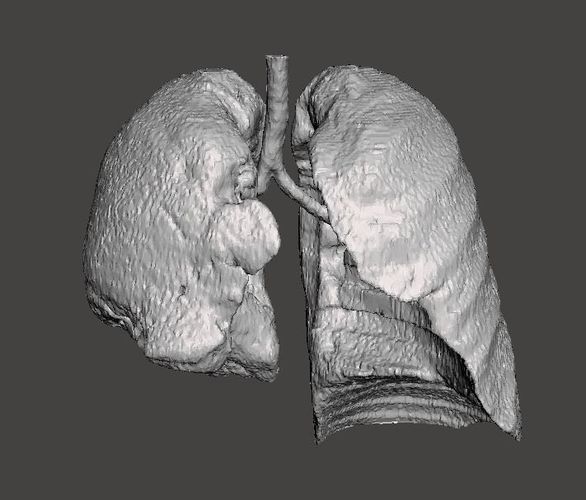 Human lungs DEMO 3D model | CGTrader