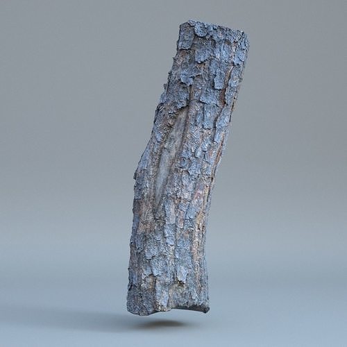 Tree log 01 3D model | CGTrader