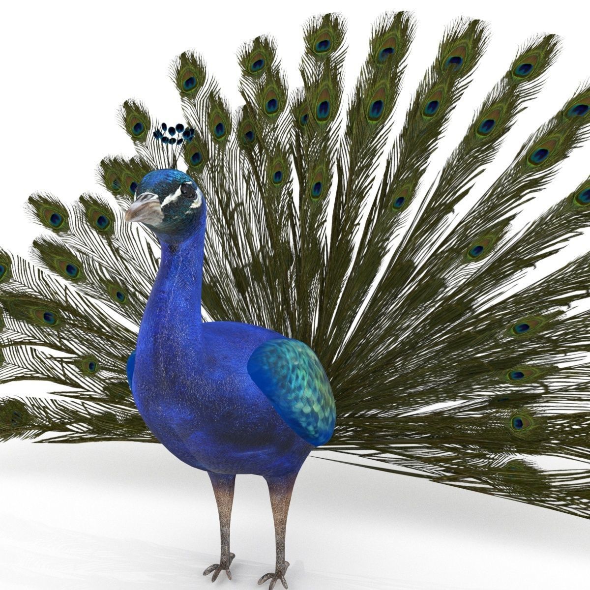 3D Model Low poly Peacock CGTrader 3D Model Low poly Peacock CGTrader