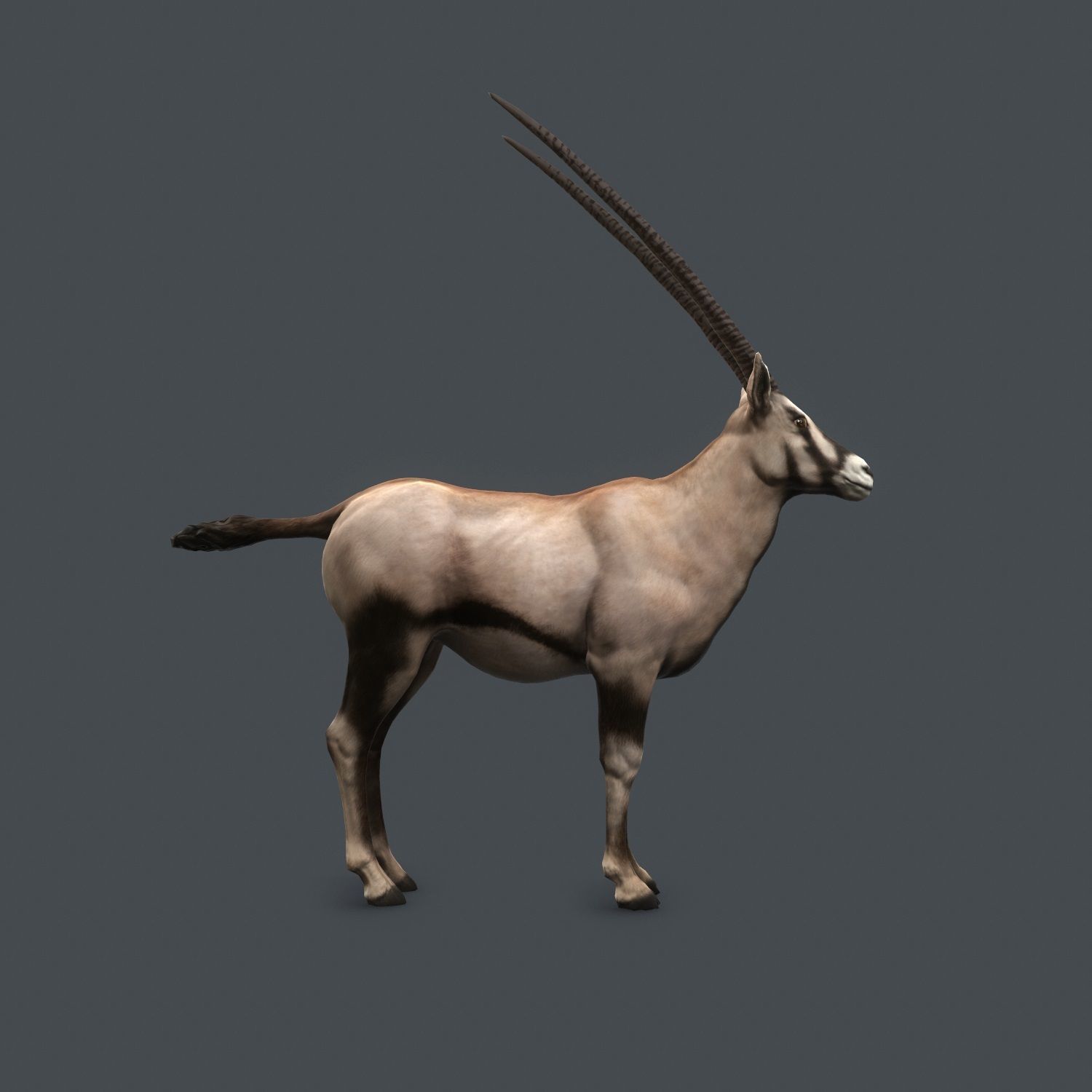 3D model Oryx Antelope Low Poly VR / AR / low-poly | CGTrader