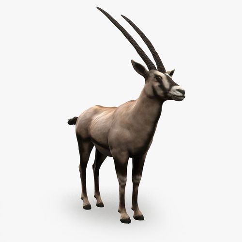 3D model Oryx Antelope Low Poly VR / AR / low-poly | CGTrader