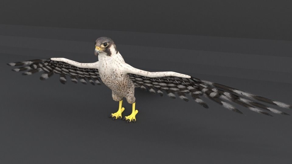 3D model Falcon VR / AR / low-poly | CGTrader