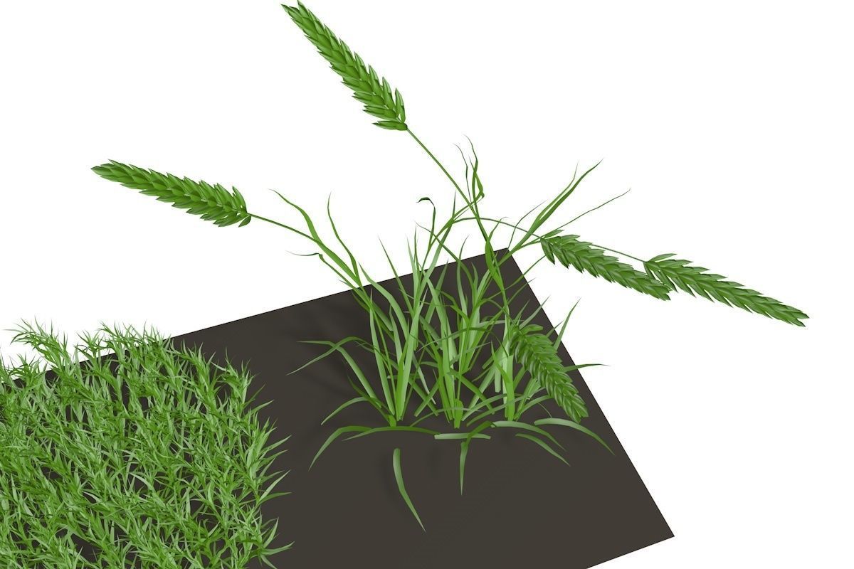 Herbage Various Set 3D model | CGTrader