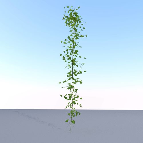 3D model Ivy Vine - Version 12 VR / AR / low-poly | CGTrader
