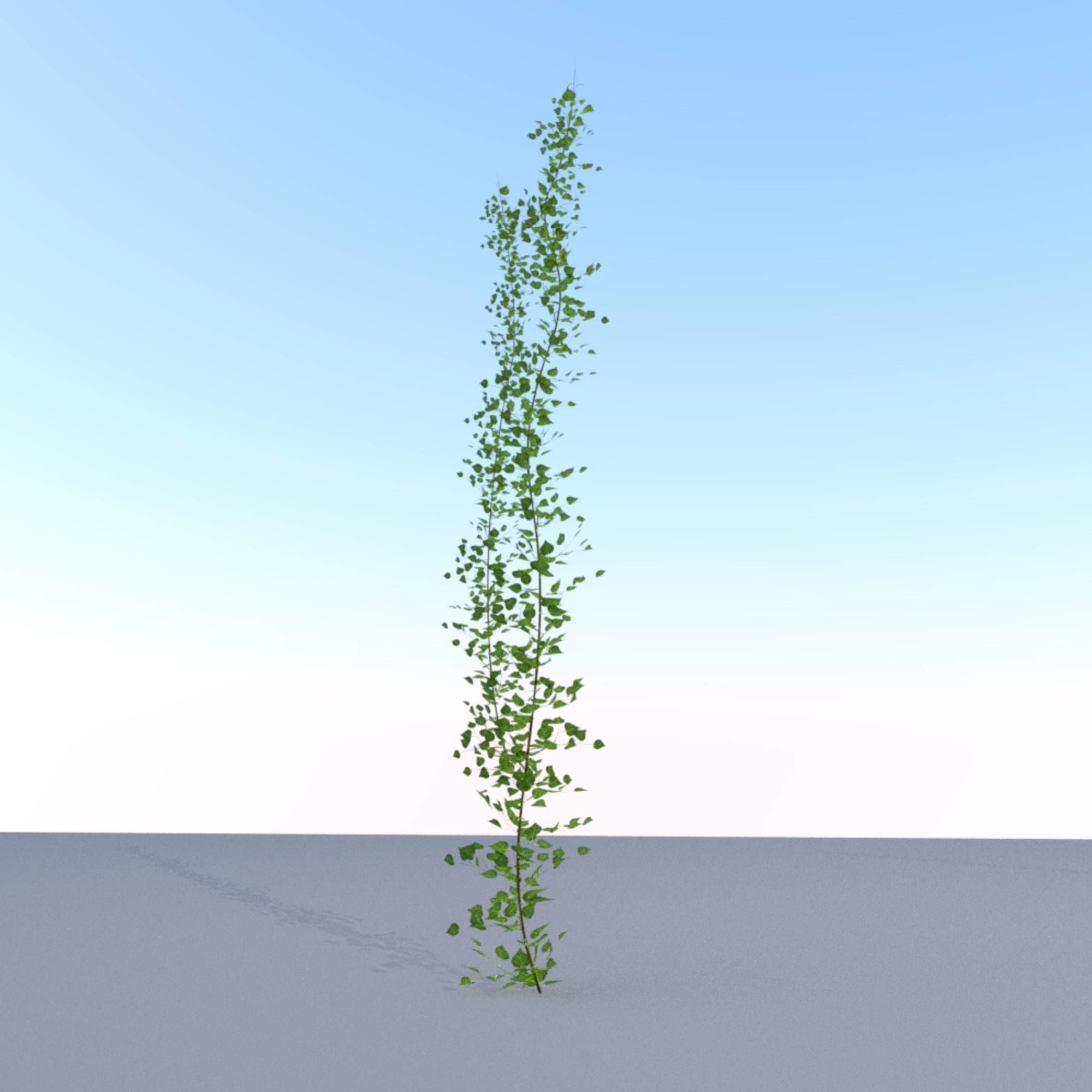 3D model Ivy Vine - Version 2 VR / AR / low-poly | CGTrader