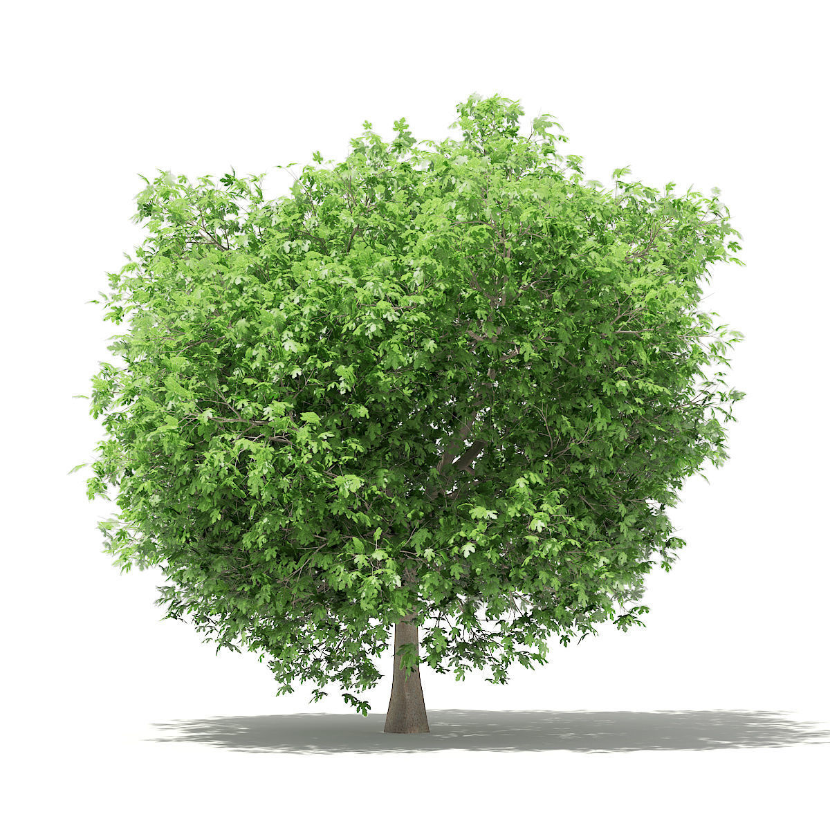Common Fig Tree 3D model | CGTrader