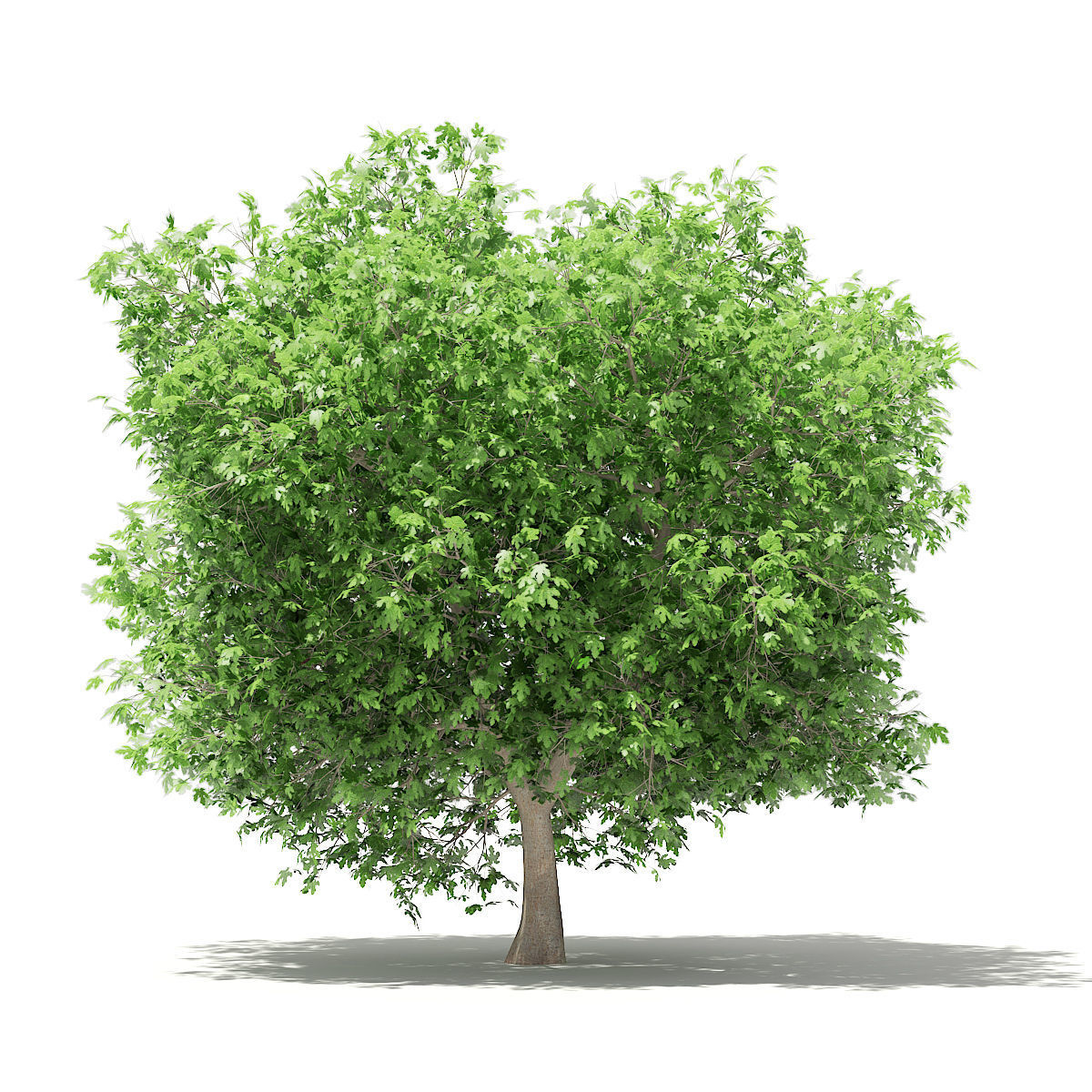 Common Fig Tree 3D model | CGTrader