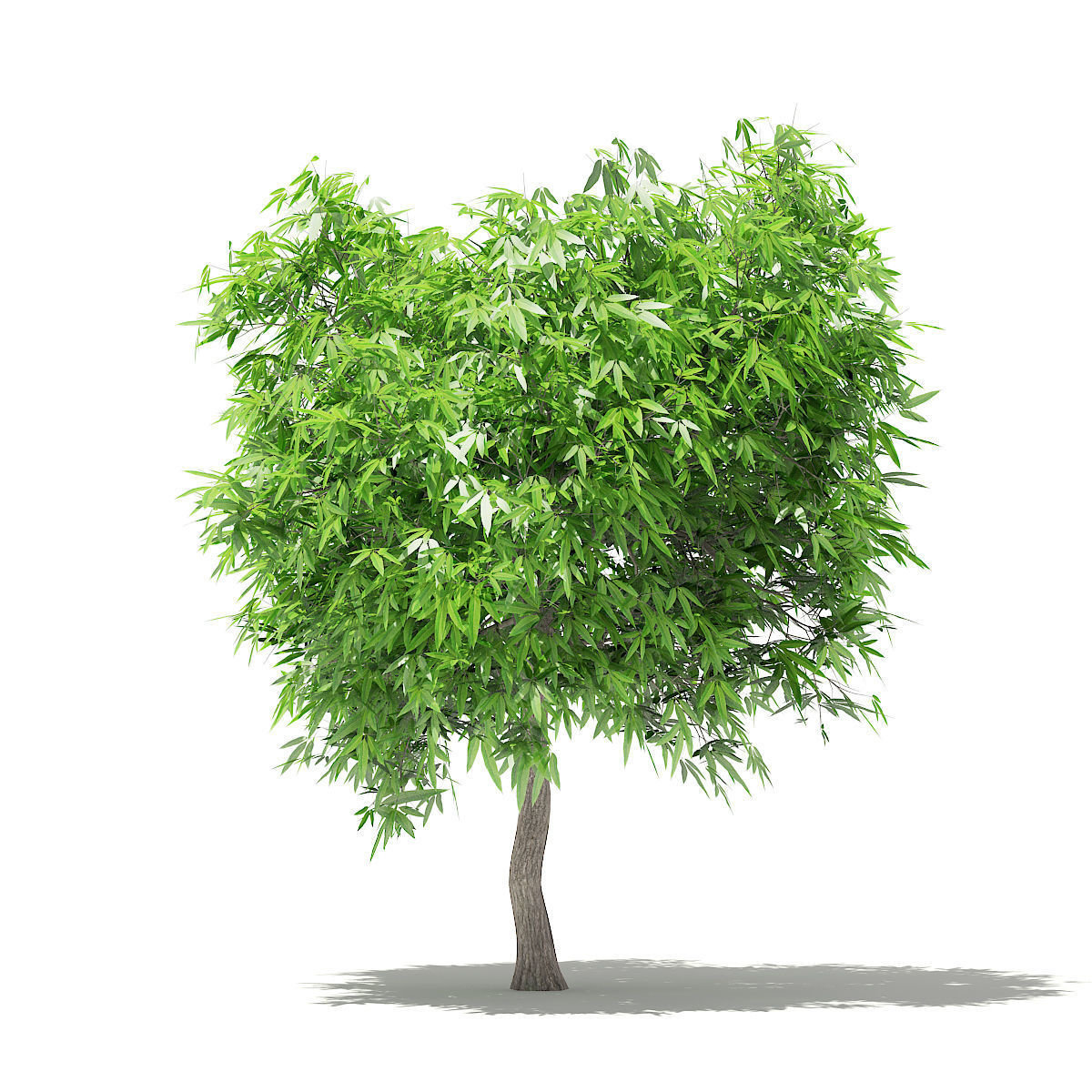 Mango Tree 3D 3D model | CGTrader