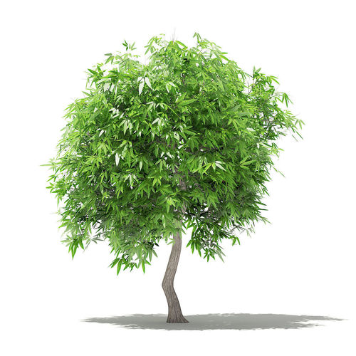 Mango Tree 3D 3D model | CGTrader