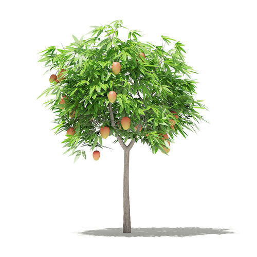 Mango Tree with Fruits 3D model | CGTrader