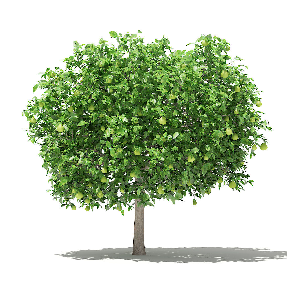 Pomelo Tree with Fruits 3D foliage | CGTrader