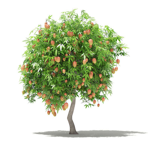 Mango Tree With Fruit