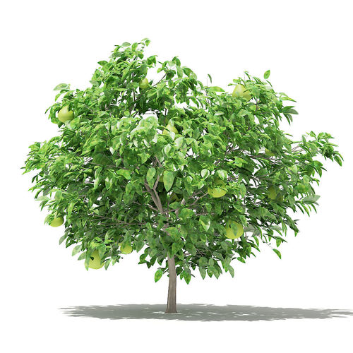 Pomelo Tree with Fruits 3D model | CGTrader