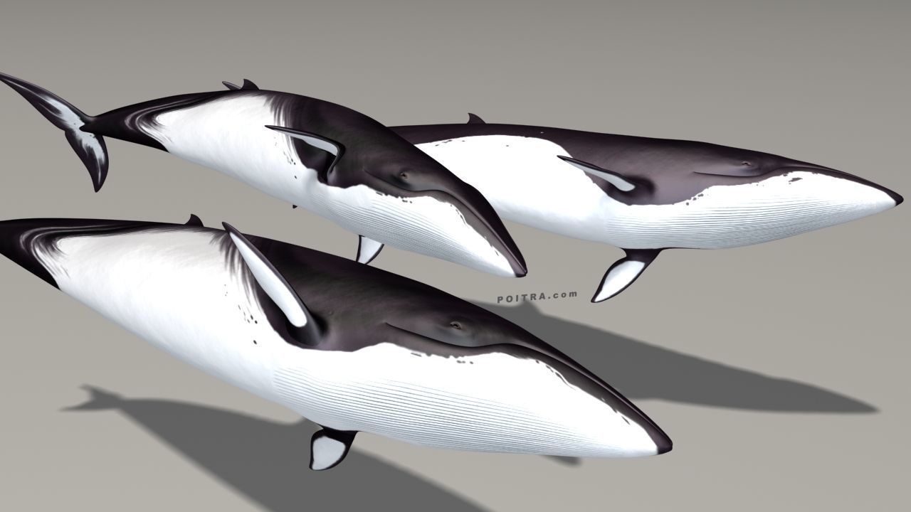 Minke Whales - 3 Poses - Balaenoptera Acutoro - Adult Males - 3D model ...