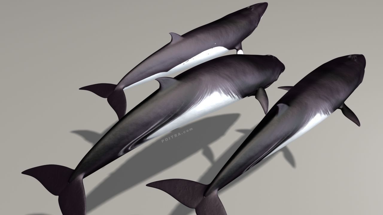 Minke Whales - 3 Poses - Balaenoptera Acutoro - Adult Males - 3D model ...