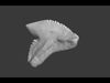 Natural shark tooth 3D model 3D printable | CGTrader