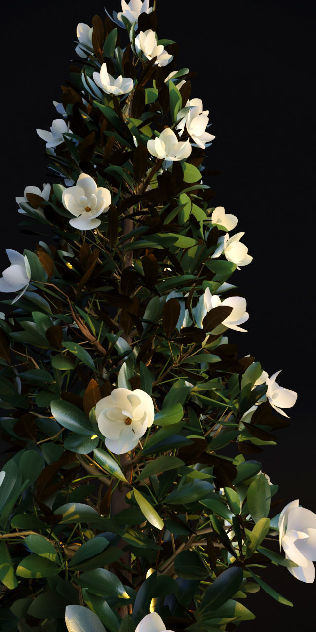 Magnolia Grandiflora 3D model animated | CGTrader