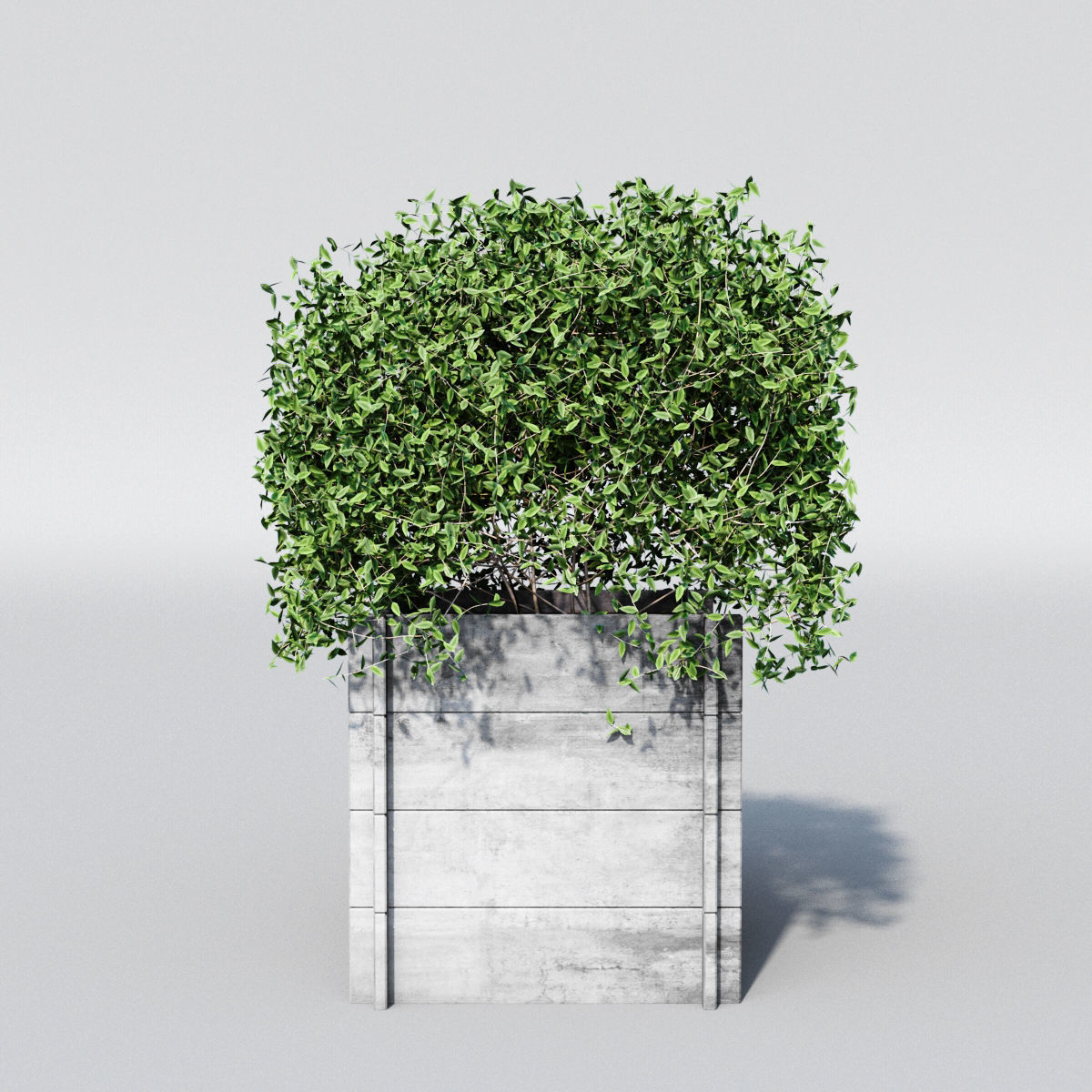 Round plant 3D model | CGTrader