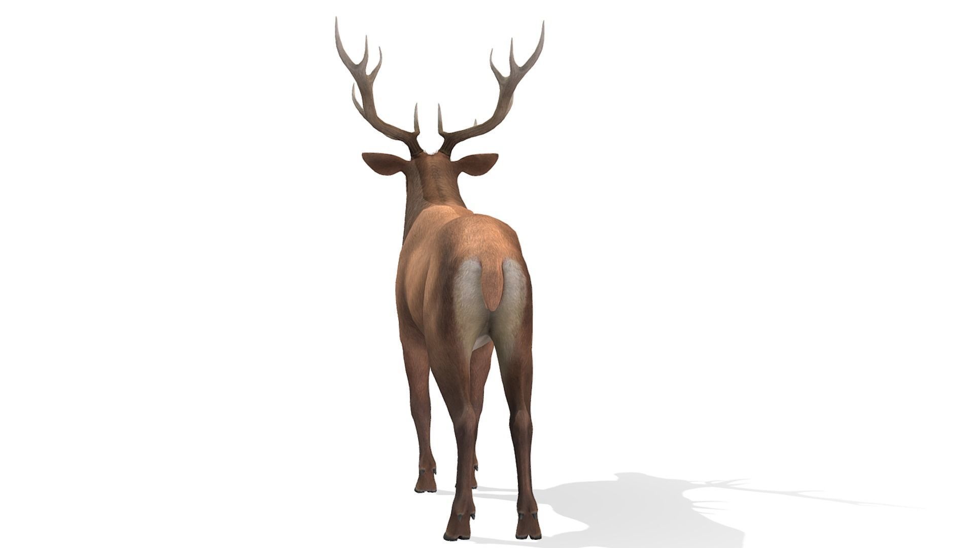 3D model Red Deer stag VR / AR / low-poly rigged animated | CGTrader