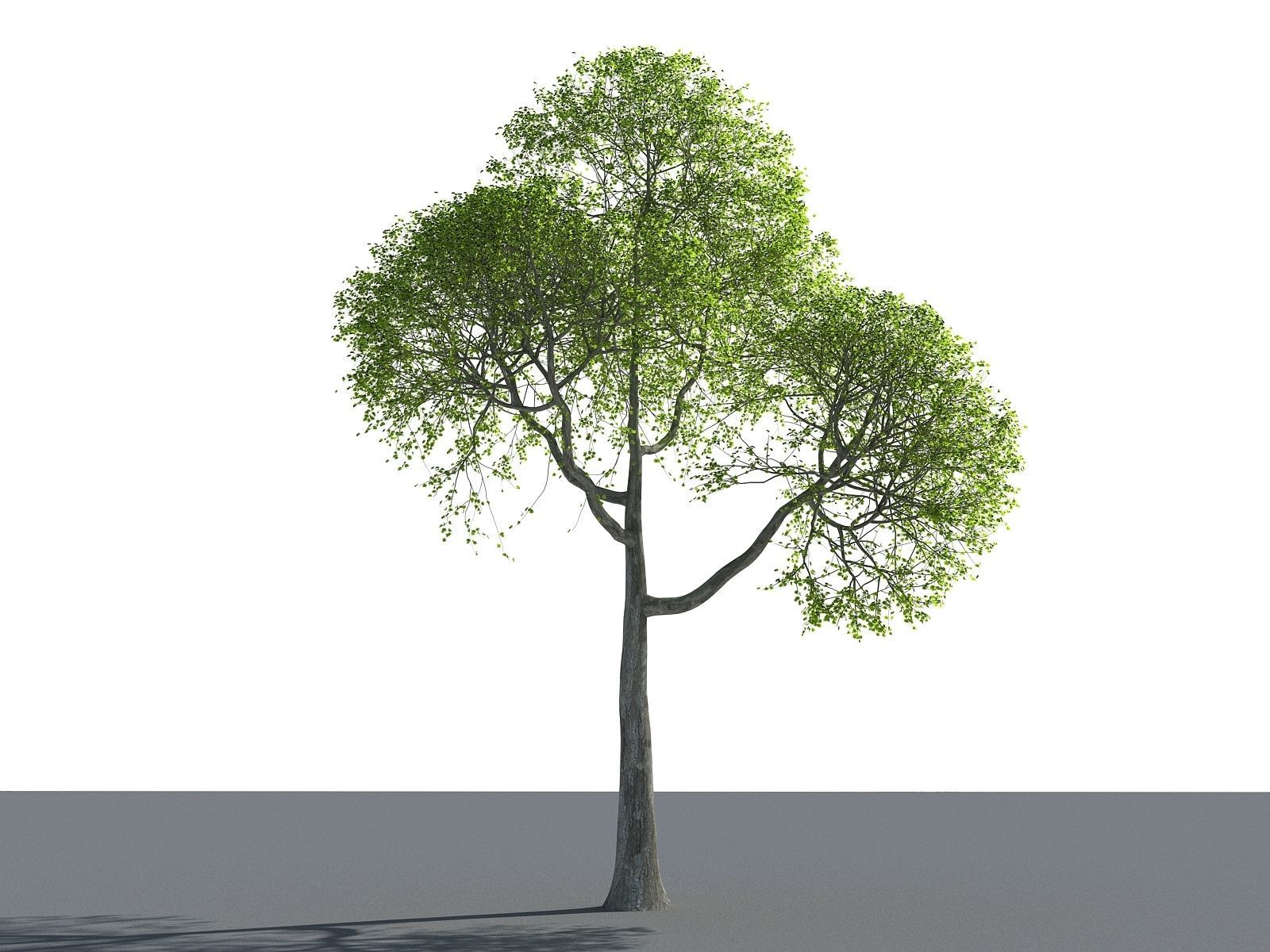 Generic Tree 3D model | CGTrader