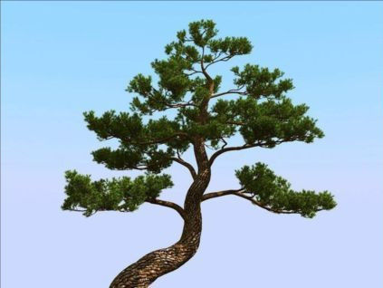 Bonsai japanese pine tree free 3D model | CGTrader