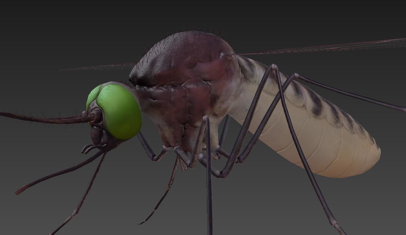 3D model Mosquito with eyes VR / AR / low-poly | CGTrader