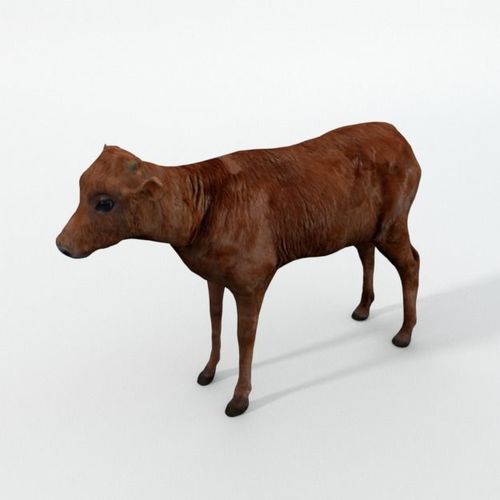 3D model Calf Mammal VR / AR / low-poly | CGTrader