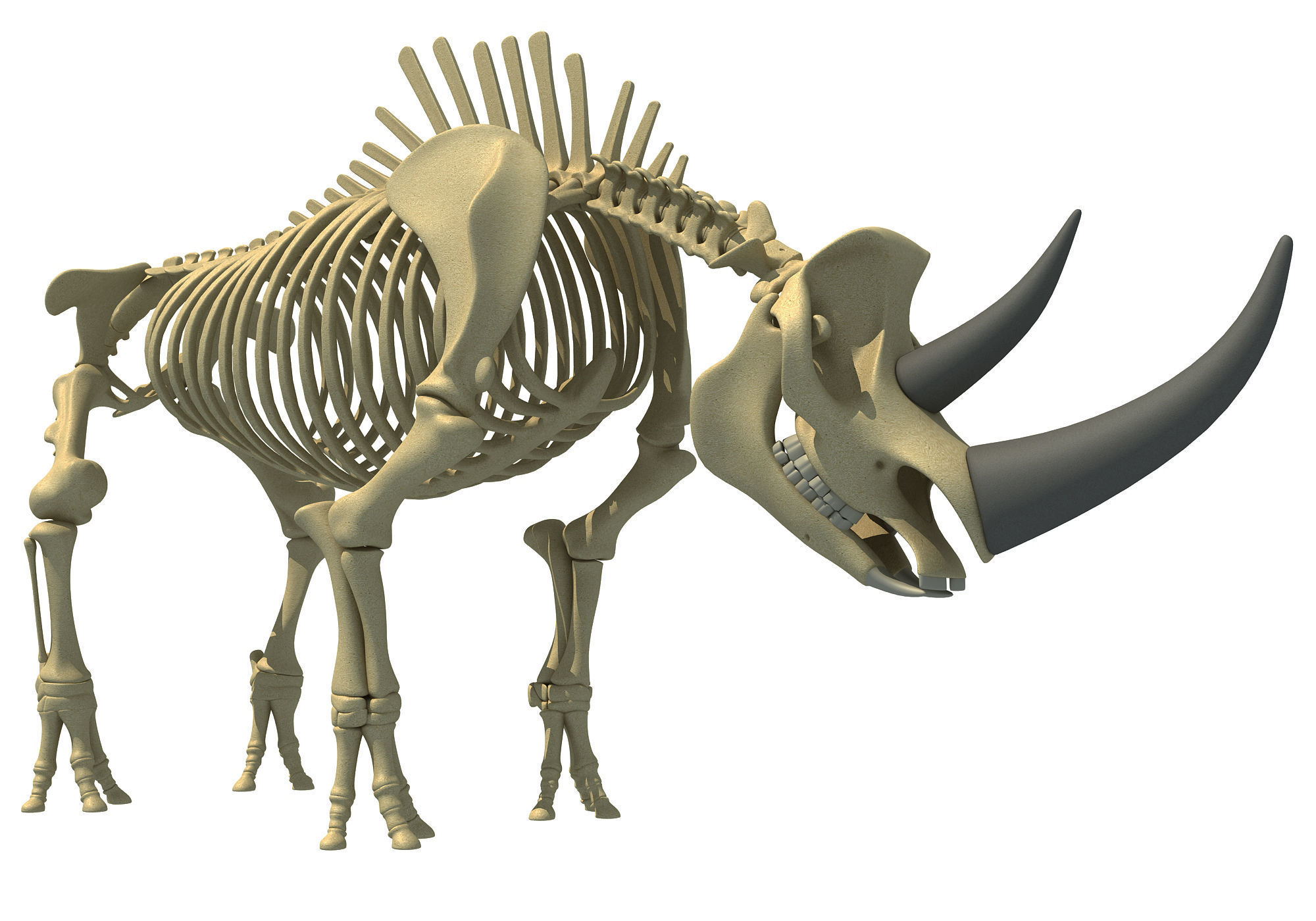 Rhino Skeleton 3D model | CGTrader