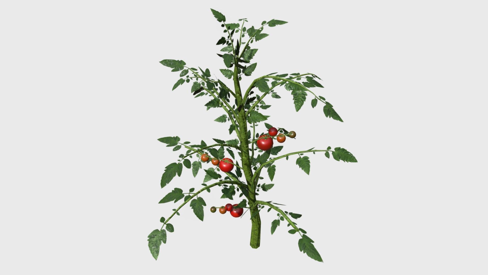3D model Tomato Plants With Fruit VR / AR / low-poly | CGTrader