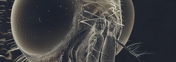 Interview with Pixel 23 co-founder: From Automotives to Micro Monsters ...